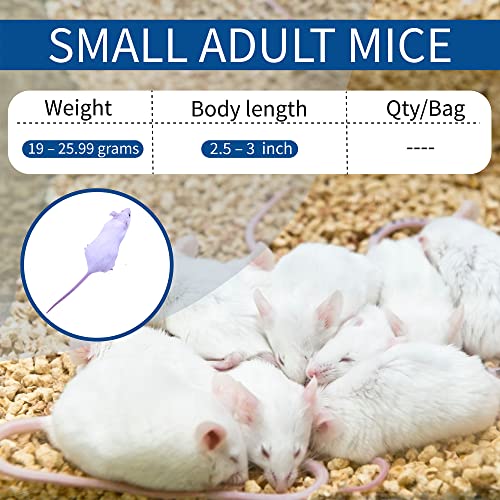 MiceDirect Frozen Small Adult Feeder Mice Food for Juvenile Ball Pythons, Adult Corn Snakes (40 Count)