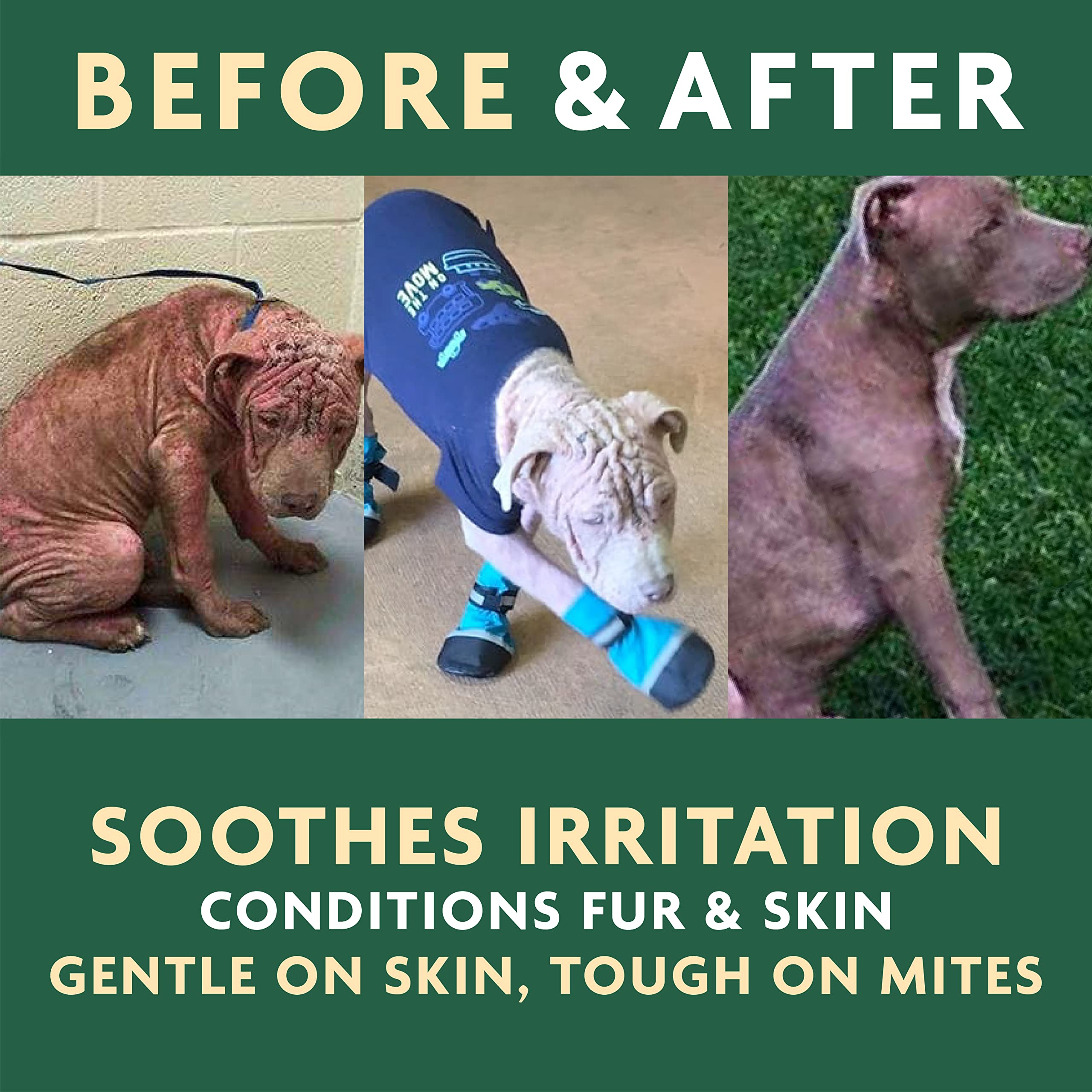 EcoMange Mange Relief for Dogs & Cats β 8 Oz. Cat & Dog Itch Relief, Sarcoptic & Demodectic Mite Spray β Herbal Extract & Essential Oil Itch Relief for Dogs β Natural Cat & Dog Sprays by Vet Organics