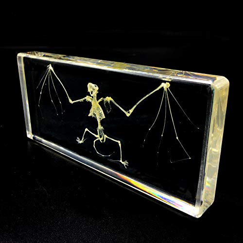 Real Bat Skeleton Specimen in Acrylic Block Paperweights Science Classroom Specimens for Science Education(5.5x2.5x1 Inch)