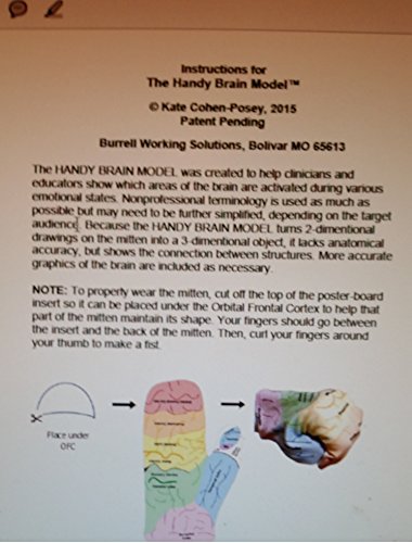 Handy Brain Model B-1.2 (adult medium)