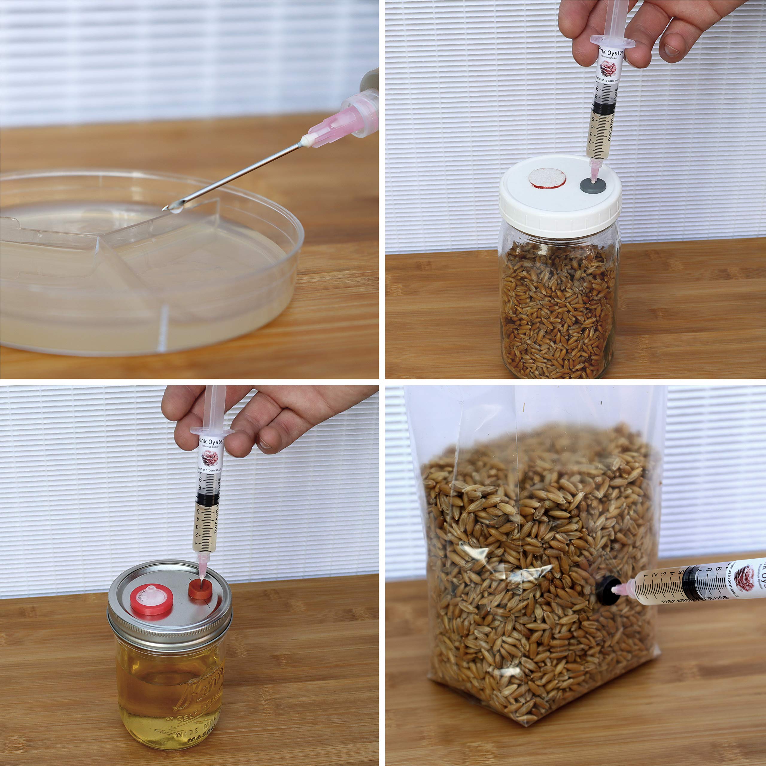 Mushroom Liquid Culture - Black Pearl King (Pleurotus eryngii/ostreatus)