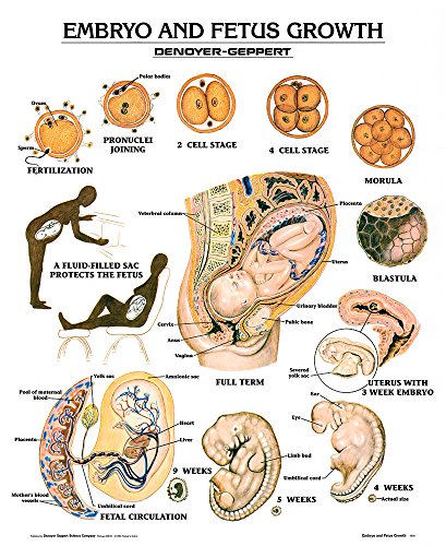 Embryo Fetus Growth Wall Chart, Unmounted