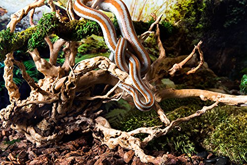 Galapagos (05319) Spider Wood, Natural, 12 - 24"