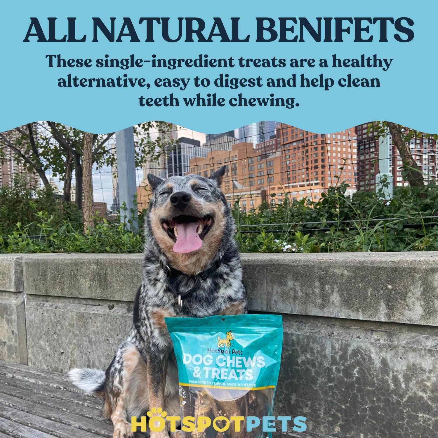 hotspot pets Braided Bully Sticks for Dogs -(12 Inch -10 Pack) All Natural Long Lasting Twisted Beef Pizzle Dog Chew Treats - Grain Free Fully Digestible Rawhide Alternative - 12 Inch Stix