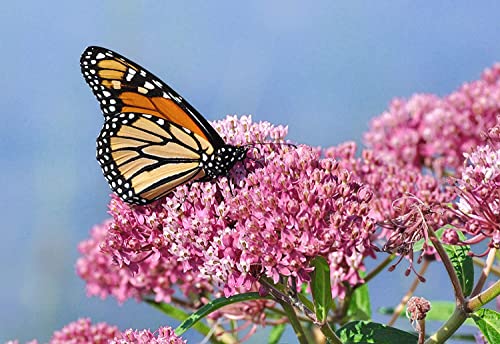 800+ Milkweed Seeds for Monarch Butterflies Heirloom Non-GMO Untreated, Butterfly Milkweed Seeds for Planting Home Garden