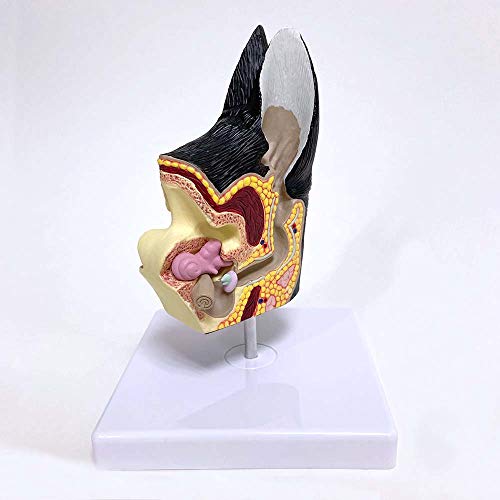Canine Ear Model 2 Sided Showing Infected Ear one Side and Normal Ear The Other