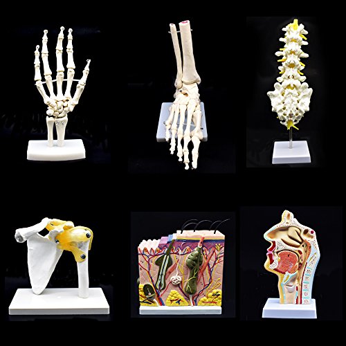 Human Foot Skeleton Model with Ligaments, Flexible, Anatomically Accurate Foot Skeleton Model Life Size Human Skeleton Anatomy for Science Classroom Study Display Teaching Medical Model