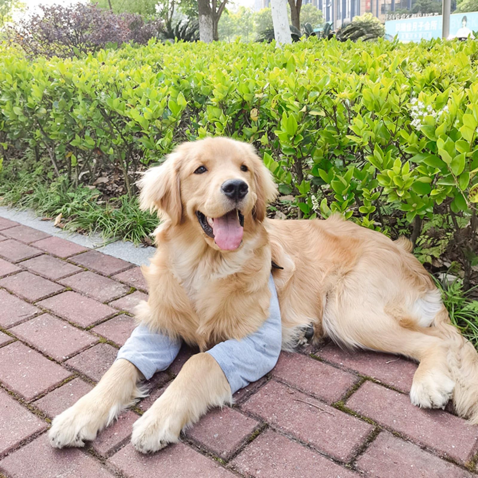 Dog Elbow Protector for Calluses, Dog Recovery Suit for Front Legs, Soft Recovery Sleeves with Elastic Band,Knee Brace Protector Pads for Medium Large Dogs,Elbow Joint Support Wrap Stop Licking Wounds