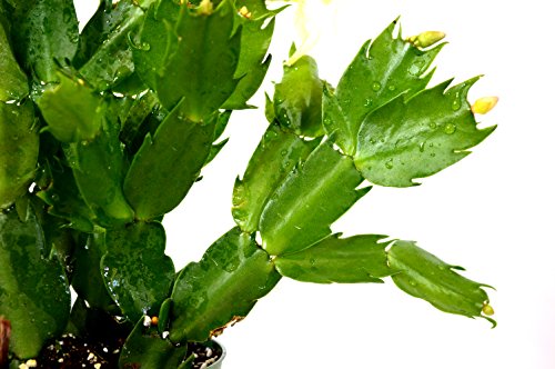 9GreenBox - Rare Yellow Christmas Cactus Plant - Zygocactus - 4" Pot