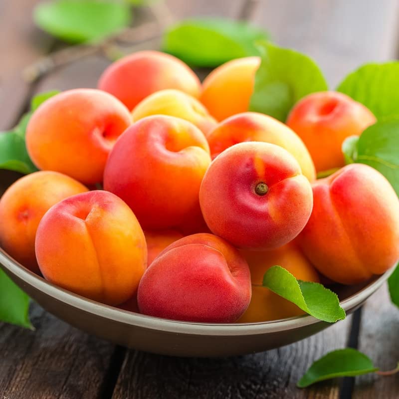 4-5Ft Apricot Tree Sweet Large Tall Grafted Tree for Growing, Fruit Tree
