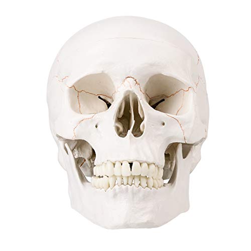 Life Size Human Skull Head Model - Human Skull Anatomical Model Medical Quality, Detached Mandible and Skull Cap - 3 Parts