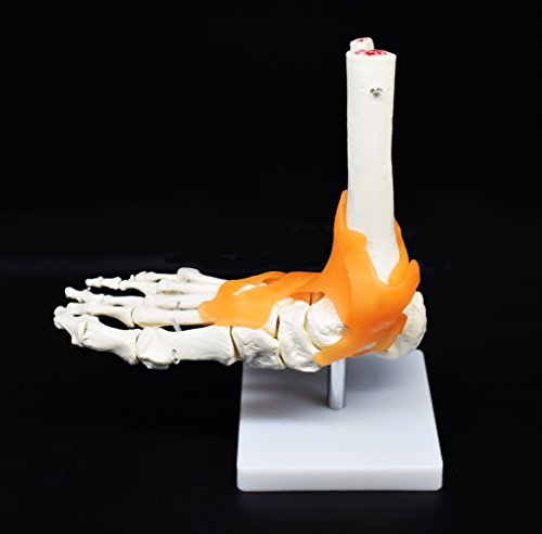 Human Foot Skeleton Model with Ligaments, Flexible, Anatomically Accurate Foot Skeleton Model Life Size Human Skeleton Anatomy for Science Classroom Study Display Teaching Medical Model
