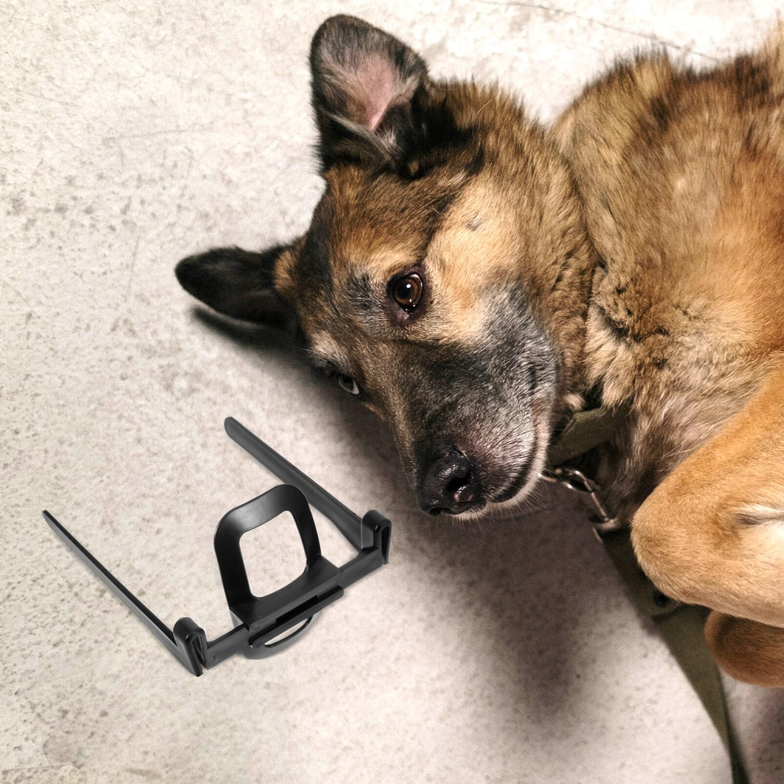 Angoily Dog Ear Posting Kit Doberman Ear Fixed Correction Vertical Holder Dog Ear Stand Support Tool Puppy Ear Support Tape Dog Ear Erector Pet Puppy Accessory