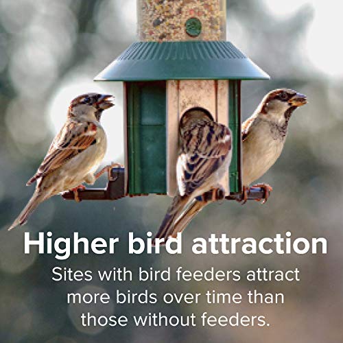 Blue Seal Neat Feast Wild Bird Seed | Convenient Shell-Free Mix | Attracts Wide Variety of Birds | 8 Pound Bag