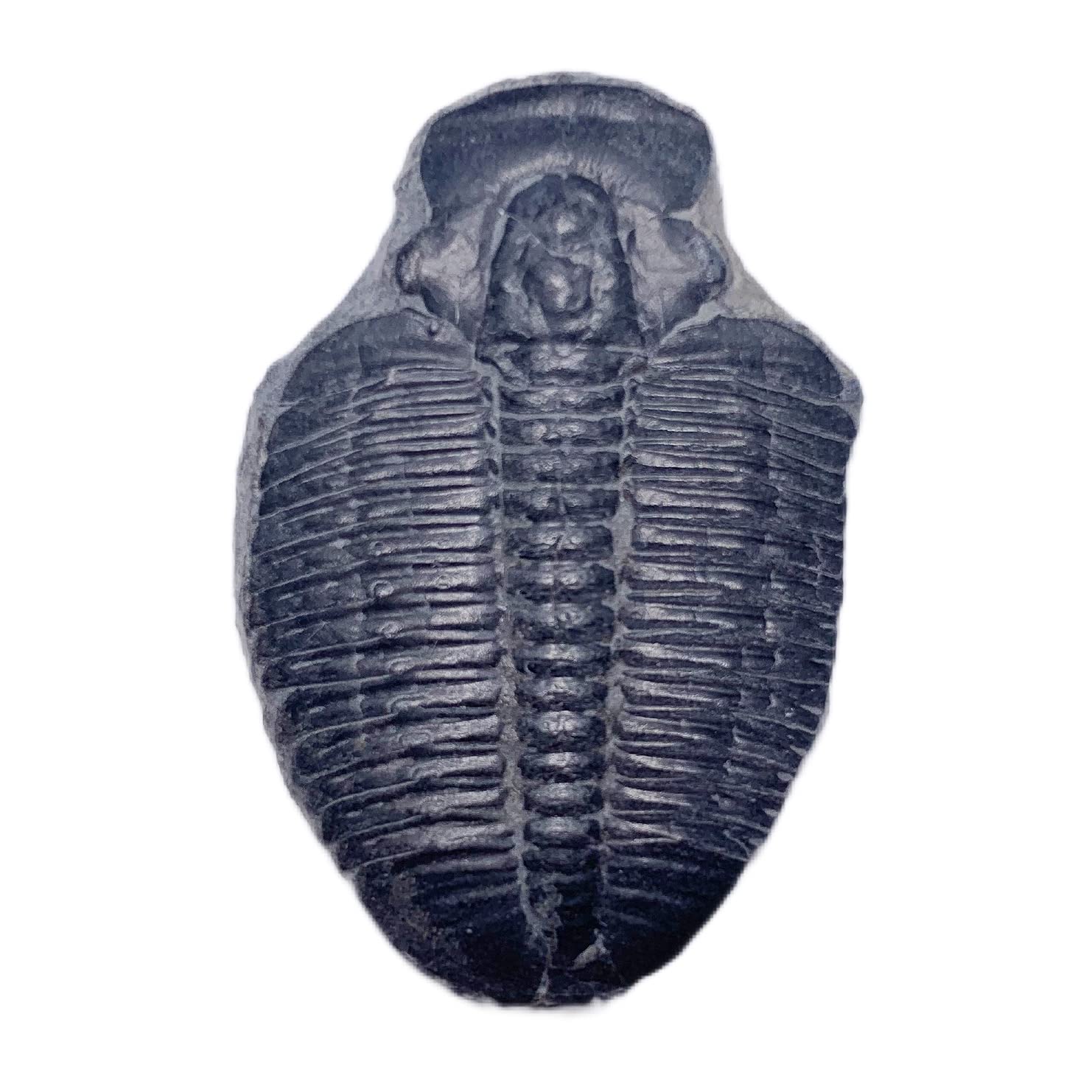Elrathia Kingi Trilobite Fossil Specimen - Natural - Found in USA!
