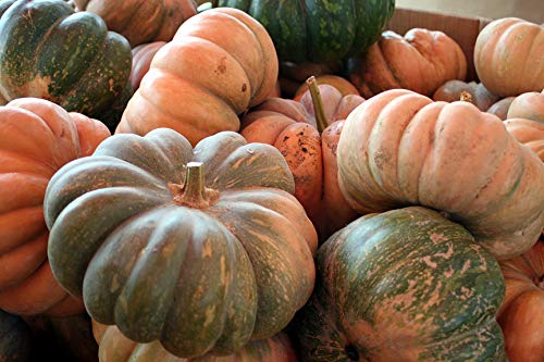 MIXED SEEDS! 50+ Pumpkin and Winter Squash MIX Seeds NON-GMO 25 Varieties Delicious Grown in USA. Rare, Super Profilic and Delicious HARLEY SEEDS
