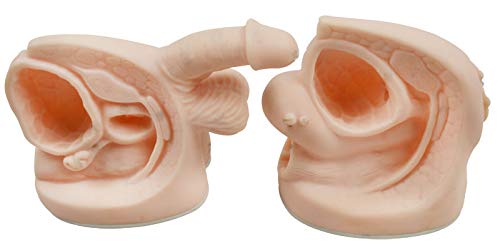 INTBUYING Education Model Male and Female Anatomy Teach Set Model Internal and External Genital Anatomy Model and Urinary Mold