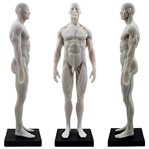 Male Anatomy Figure Ecorche and Skin Model Lab Supplies,Figure Anatomical Reference for Artists (White)