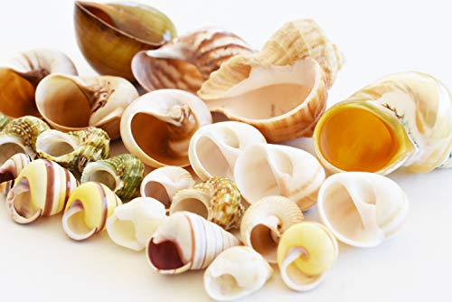 Set of 35 Hermit Crab Shells Assorted Changing Seashells Small 1/2"-2" Size (Opening Size 1/4" - 1") Mega Pack