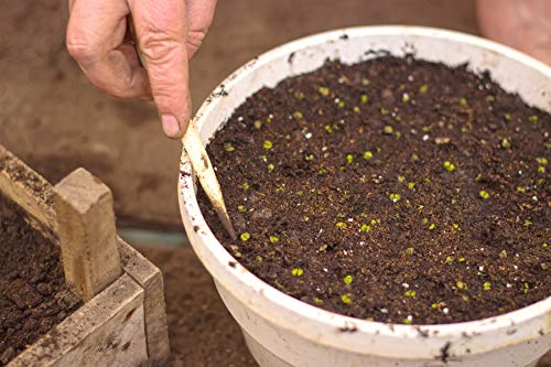 Organic Sphagnum Peat Moss by Perfect Plants - Absorbs Essential Nutrients When Added to Soil and Enriches Plant Roots - Indoor and Outdoor Use (8qts.)