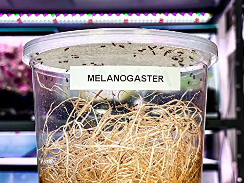 Creation Cultivated - Drosophila Melanogaster (Flightless Fruit Fly Culture 32oz Cup) / Live Insects for Jumping Spiders, Praying Mantis, Geckos, Lizards, Dart Frog Food