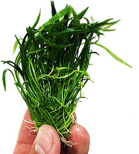 Planterest – Micro Sword Clump Easy Carpet Live Aquarium Plant Decorations BUY2GET1FREE