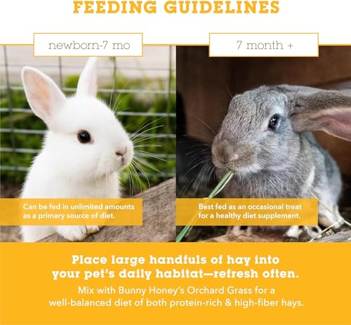 5 Lbs Fresh Alfalfa Hay by Bunny Honey - USDA Organic Natural Hay for Guinea Pigs, Rabbits, Hamsters, Hedgehogs, and More Small Select Animal Pets - 2nd Cut Fresh from Farm (5LB)