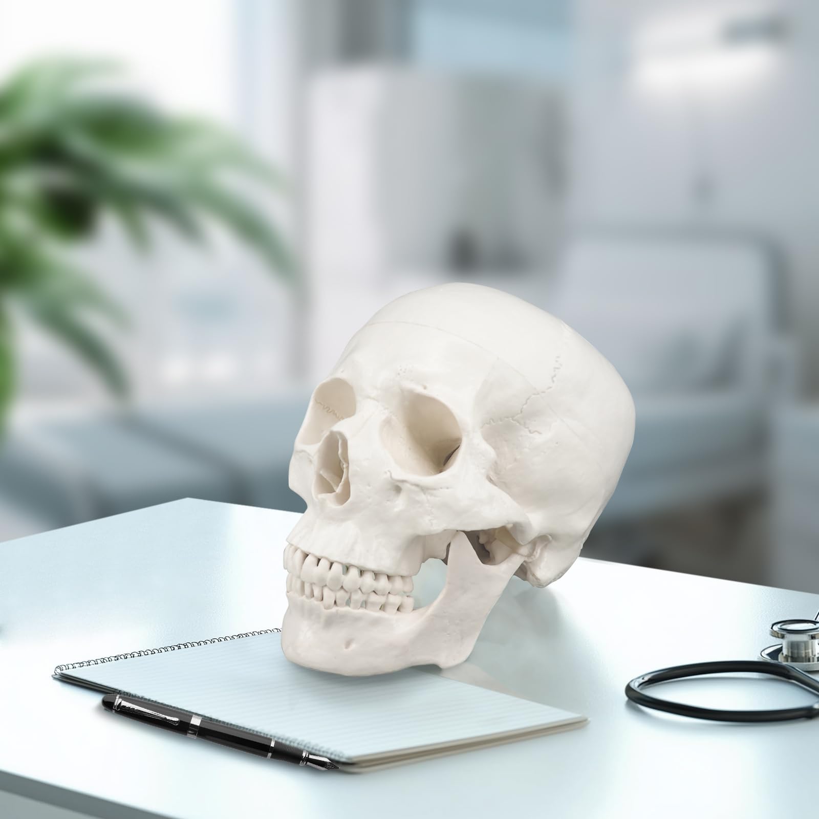 Human Skull Model, Life Size 3-Part Anatomical Model with Removable Skull Cap and Articulated Mandible for Medical Student Human Anatomy Study Course