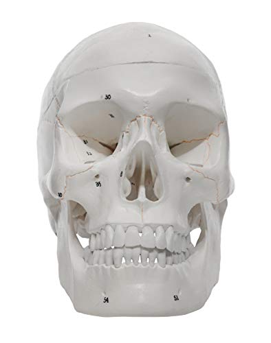 EISCO Numbered Human Skull Model - Medical Quality - 3 Parts w/Removable Calvaria, Articulated Mandible, Painted Sutures, 55 Numbered Features - Anatomy Skull, Plastic Skull Replica, Life Size Skull