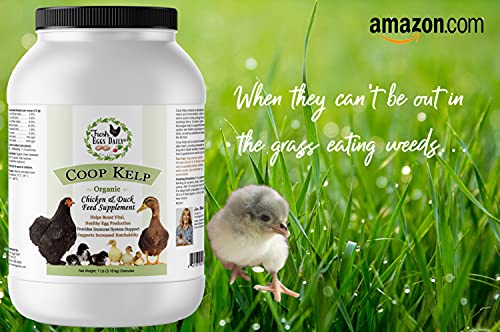 Fresh Eggs Daily Coop Kelp Organic Feed Supplement Vitamins for Backyard Chickens and Ducks 7LB