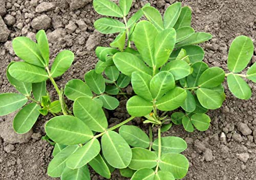 Peanut Seeds - Virginia Jumbo - Organic - 20+ Seeds - Glasgow's Goods