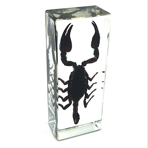 FUNSXBUG Real Black Scorpion Paperweights Specimen for Science Education Paperweight for Book for Office for Desk(4.4x1.6x1.1)