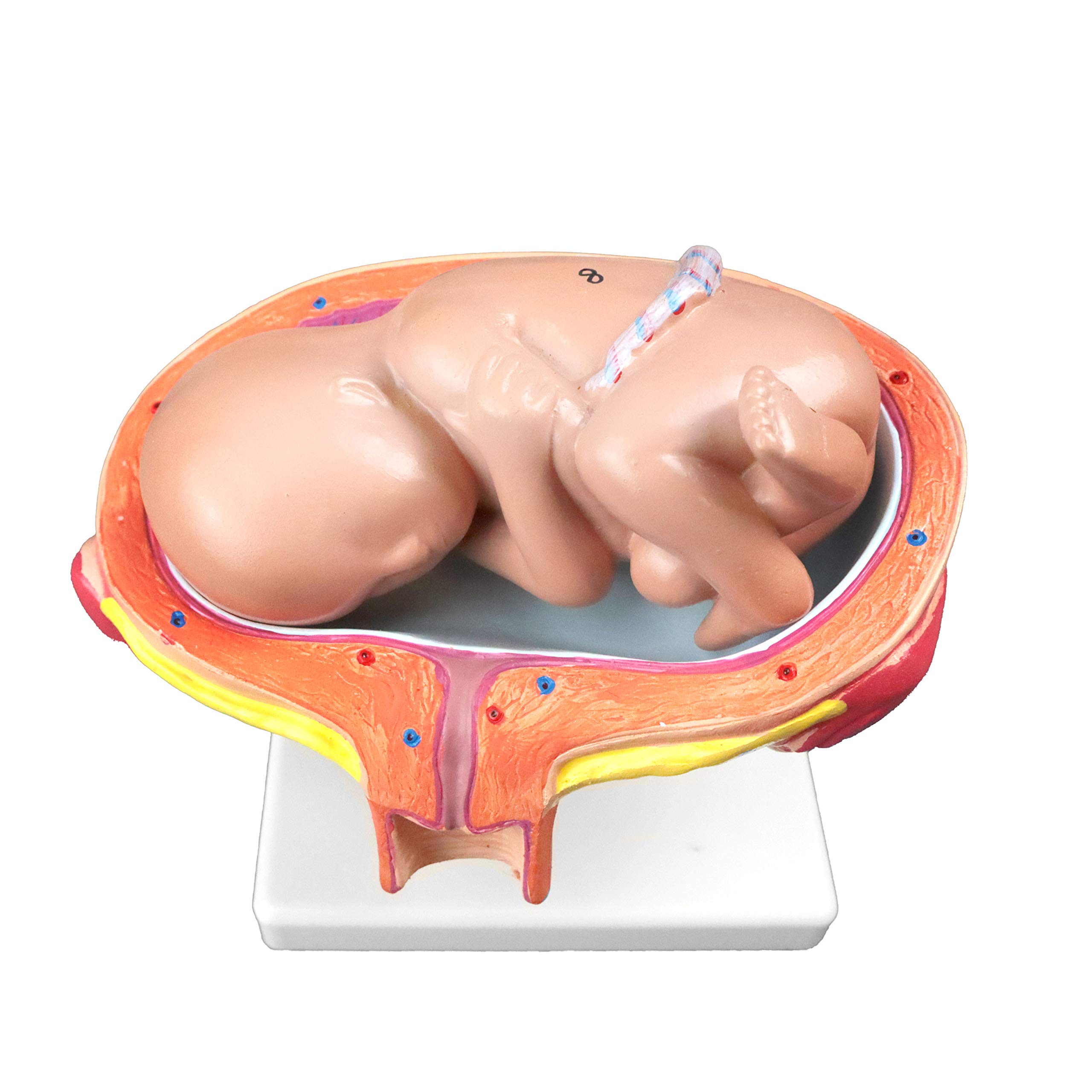 Jackson Global JS00073 Fetus Development Model | Set of 8 Models,14 Pieces in Total | Key Anatomical Features Labelled with Accompanying Key Card