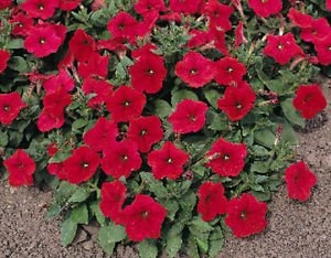 50 semi di pellettato Logro Red Petunia Semi Grandi Fiori