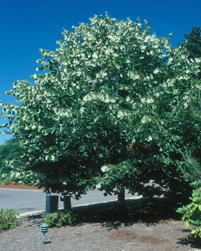 50 semi Silver Linden, Tilia tomentosa
