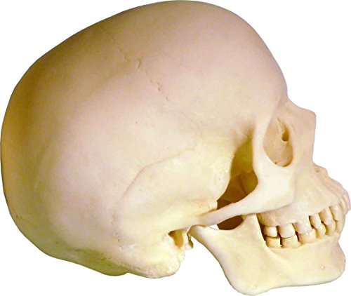 Life-Size Human Skull Anatomy Medical Studies Replica, Model 3093001