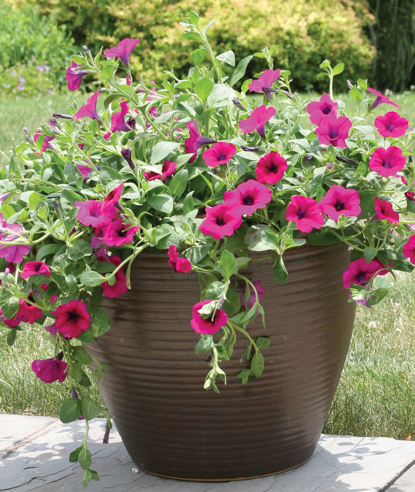 Burpee Purple Wave Petunia Seeds 15 pelleted