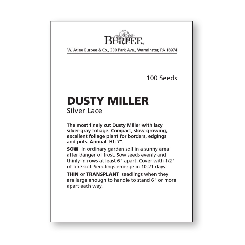 Burpee Silver Lace Dusty Miller Seeds 100 seeds