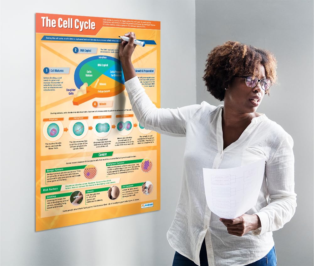 Daydream Education The Cell Cycle Poster - Gloss Paper - LARGE FORMAT 33” x 23.5” - STEM Classroom Decoration - Bulletin Banner Charts
