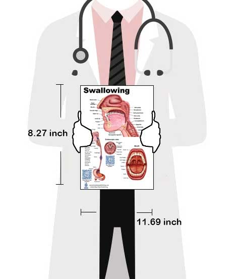 Blue Tree Publishing Swallowing anatomy education With QR Codes to see active animation (A4 laminated chart)