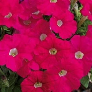 50 semi di pellettato Petunia Picoa semi Della Rosa