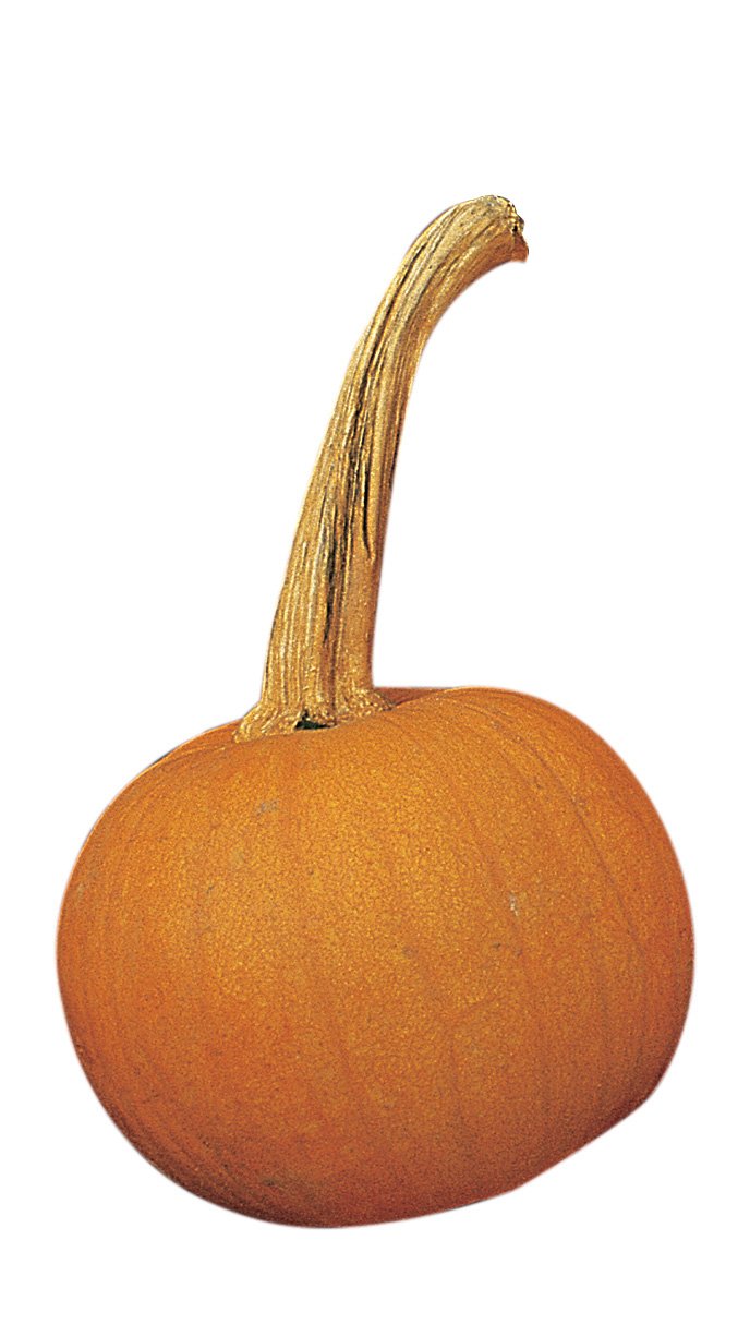 Burpee Early Sweet Sugar Pie Pumpkin Seeds 35 seeds