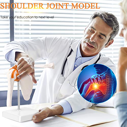 LYOU Human Shoulder Joint Model, Life Size Flexible Anatomically Accurate Shoulder Skeleton Model with Functional Ligaments and Removable Base