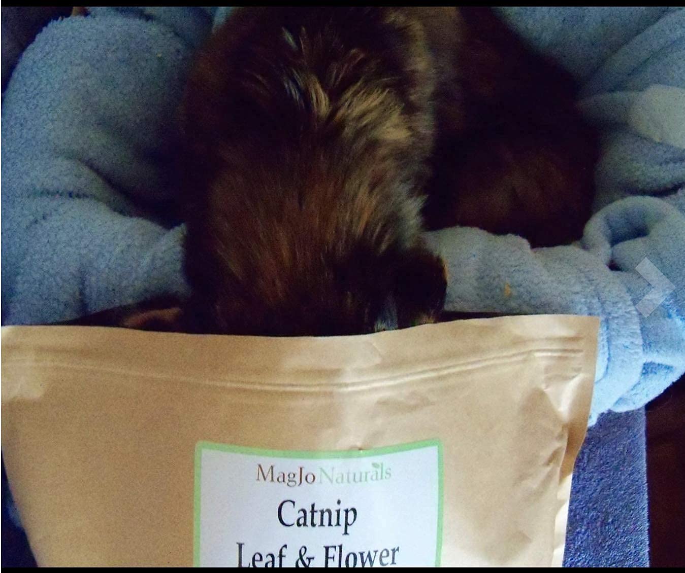 MagJo Naturals Farm Direct Catnip, Freshest Available, Bulk Bag (1 Pound)