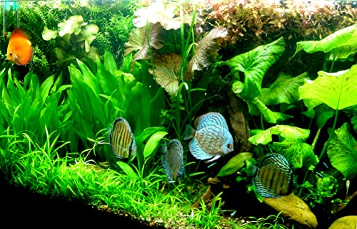 Aquatic Discounts - 3 Different Live Aquarium Plants - Anacharis + Hornwort + Java Fern BUY2GET1FREE!
