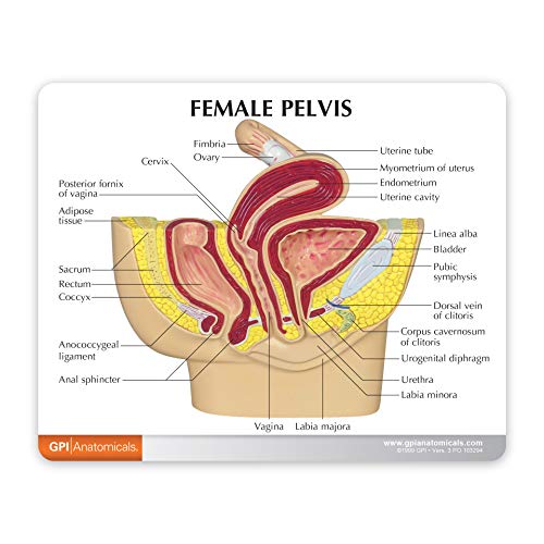 GPI Anatomicals - Female Pelvis Model | Human Body Anatomy Replica of Female Pelvis for Doctors Office Educational Tool