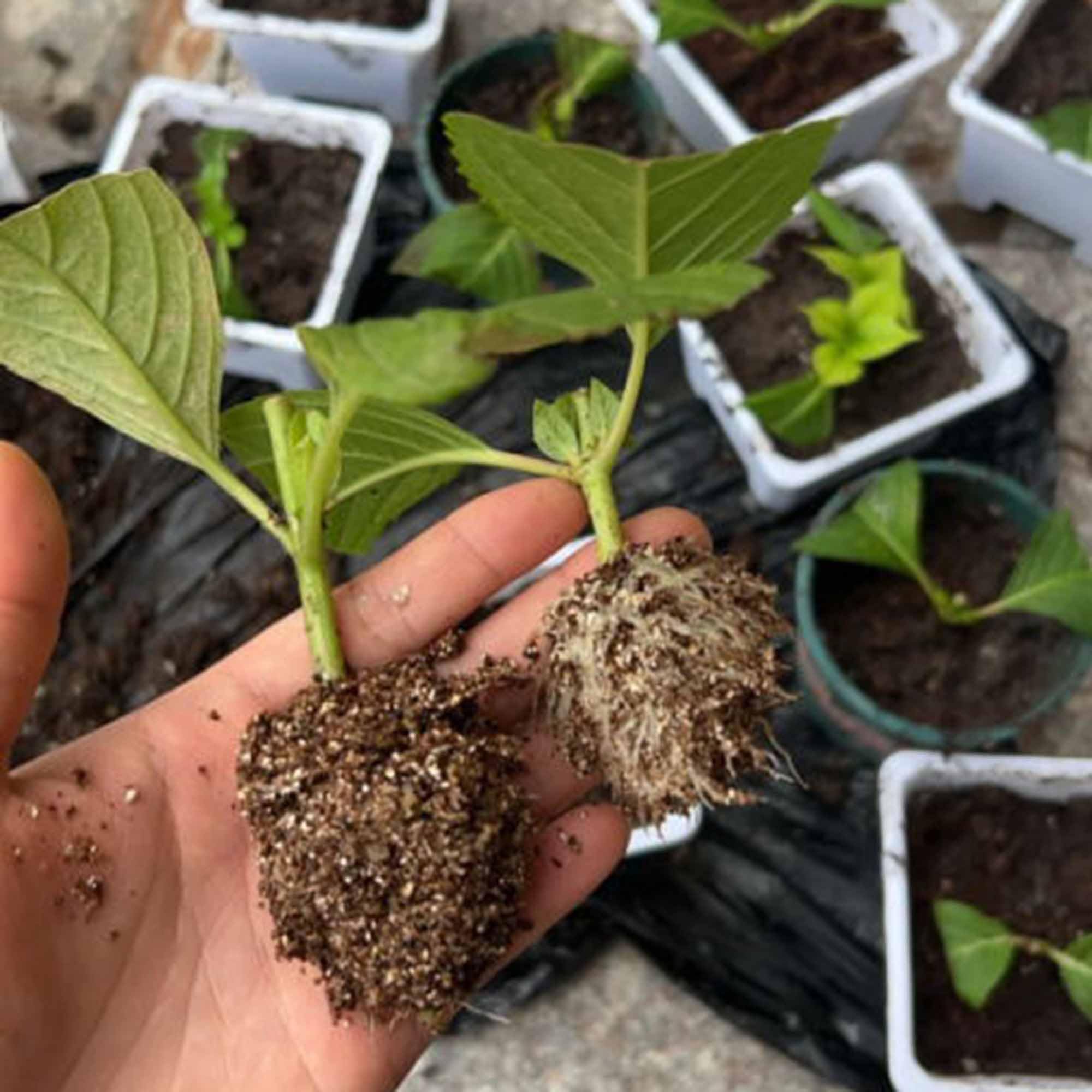60 Pcs Hydrangea Seeds for Planting Mixed Color - Hydrangea Macrophylla Giant Snowball Hydrangea Fast Growing Shrub Seeds