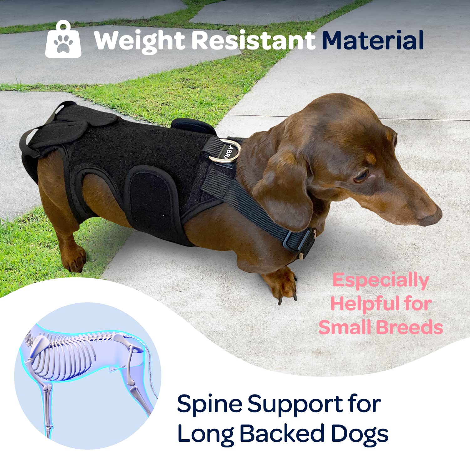 Labra Dog Canine K9 Back Brace - IVDD Spine Pain & Spinal Injury, Arthritis, Bulging Discs Brace for Corgis, Dachshund, Post Surgery Recovery, Rehab, Inflammation - Small