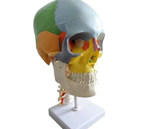 Global-Dental Human Skull Anatomical Teaching Model with 7 Cervical Vertebrae Nerve and Artery with Stand