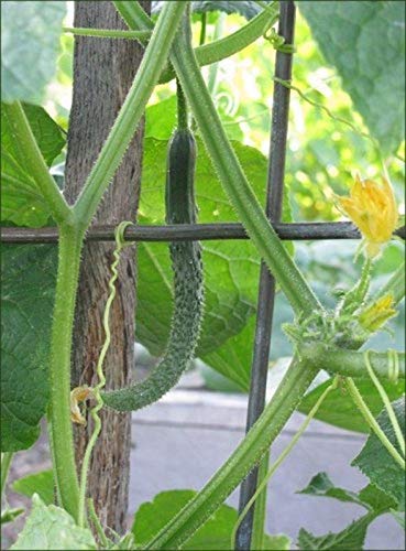 Japanese Long Burpless Cucumber Seeds - Sooyow Nishiki Green Non-GMO (25 - Seeds)